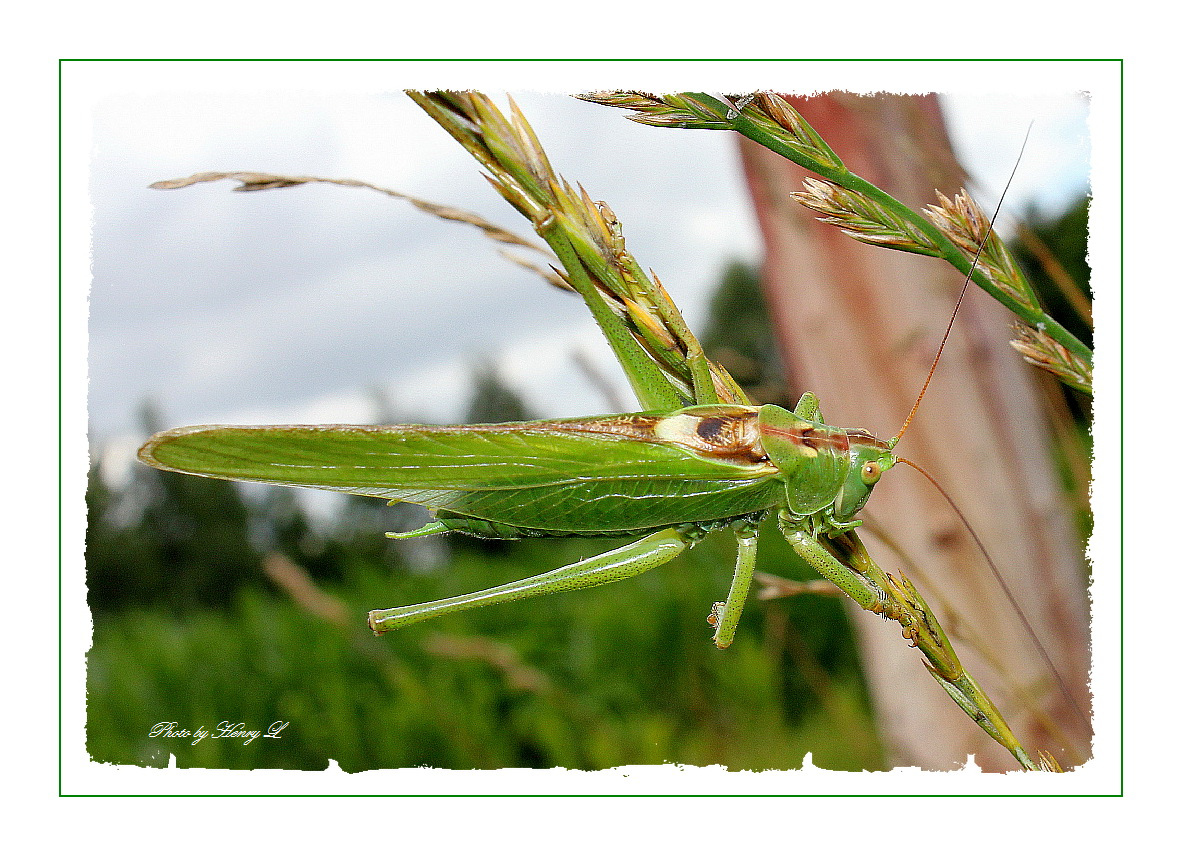 Heuschrecke Foto & Bild | tiere, wildlife, insekten Bilder auf ...