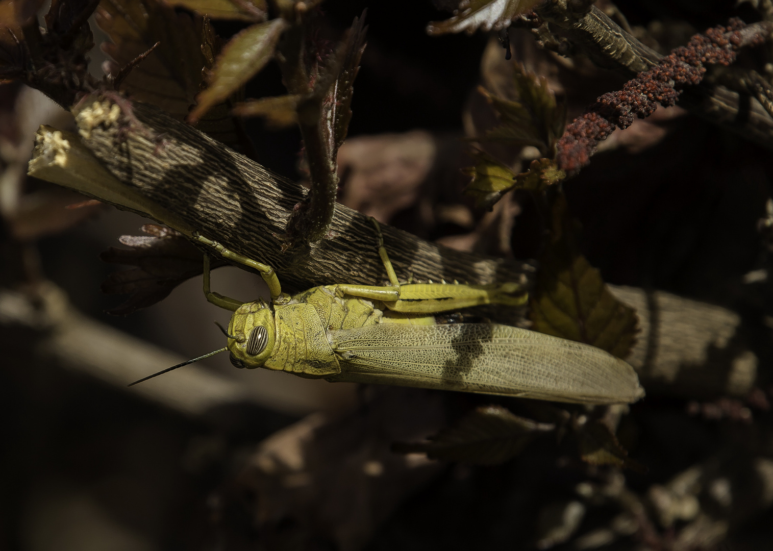 Heuschrecke Foto & Bild | tiere, wildlife, insekten Bilder auf ...