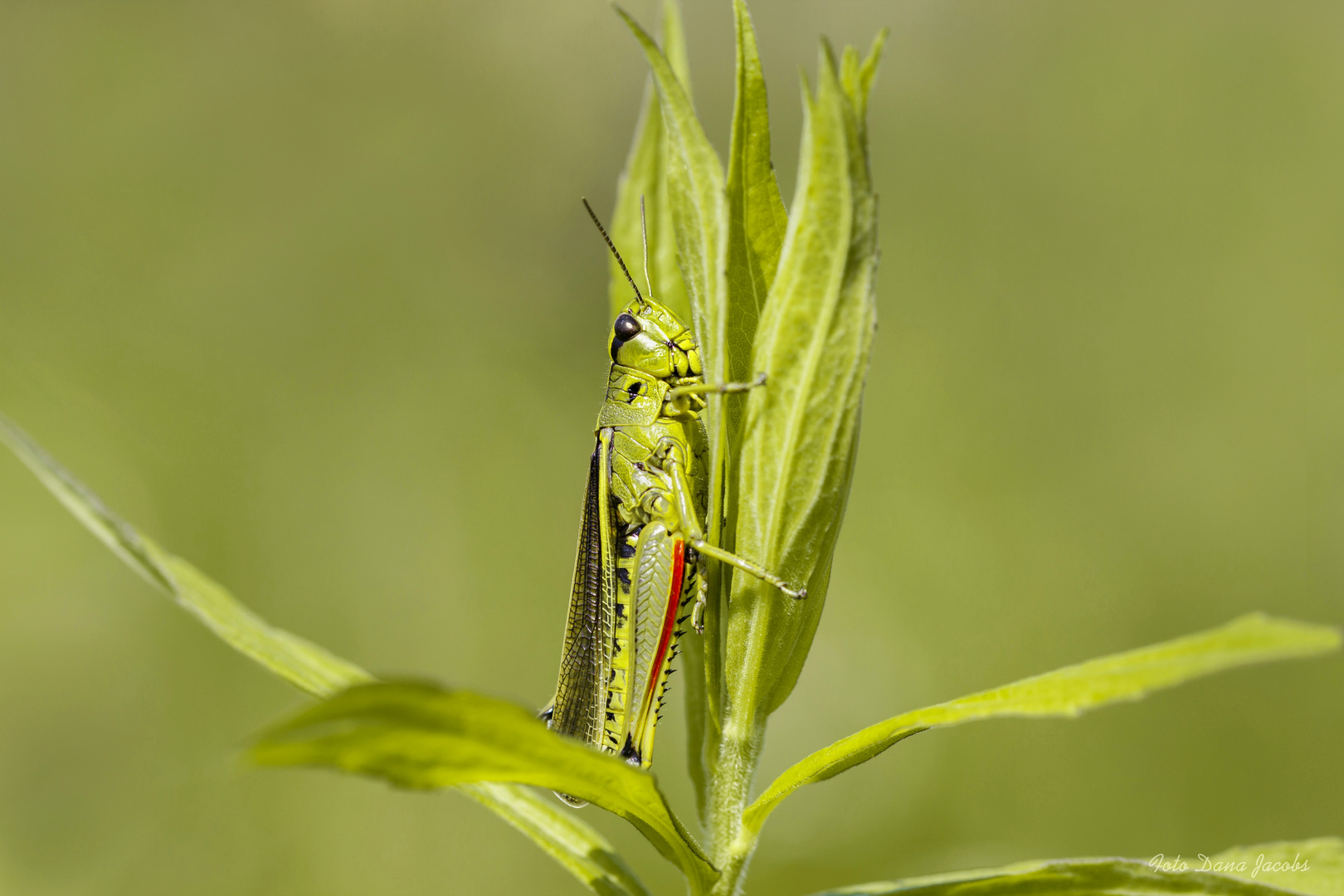 Heuschrecke Foto & Bild | tiere, wildlife, insekten Bilder auf ...
