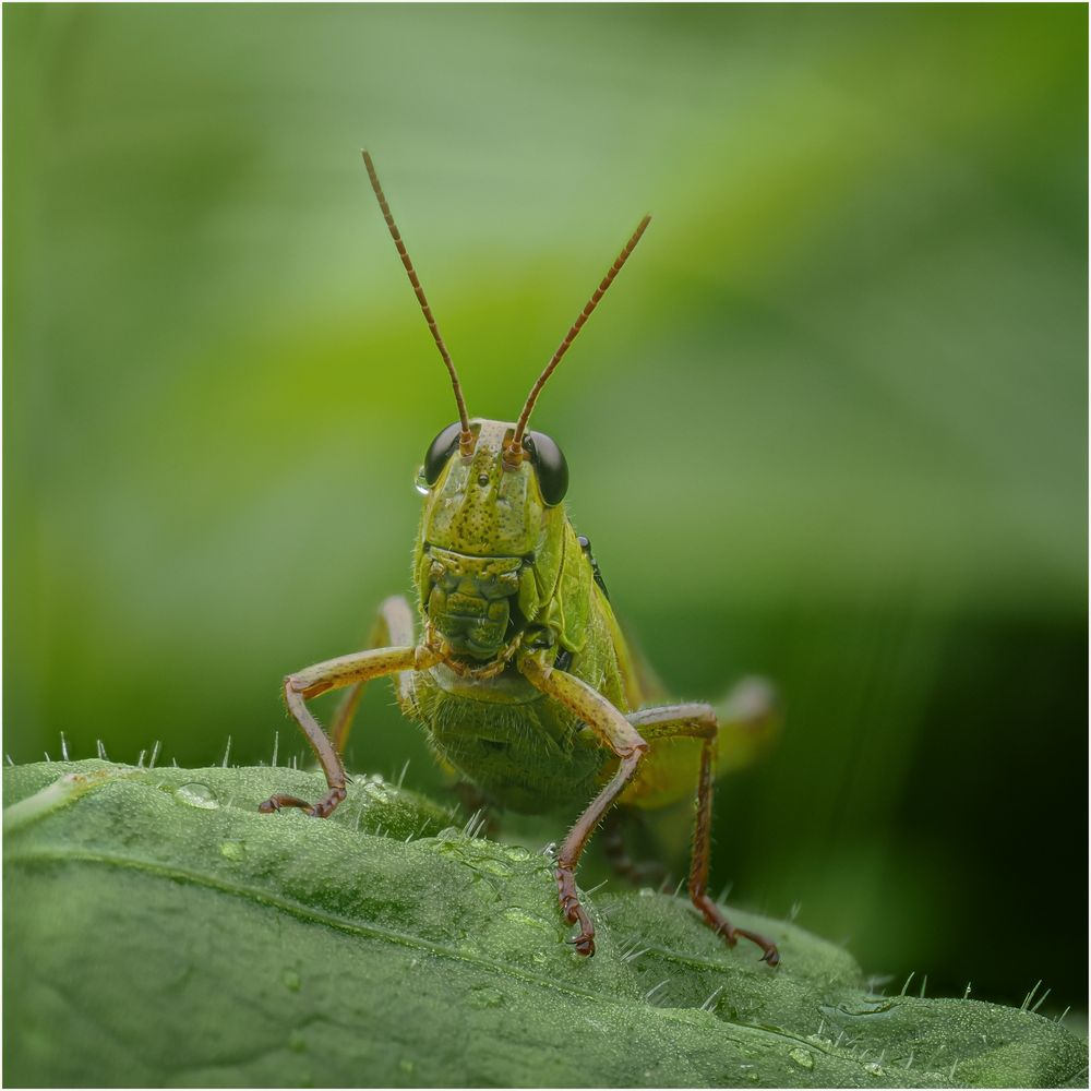 Heuschrecke Foto & Bild | tiere, wildlife, insekten Bilder auf ...