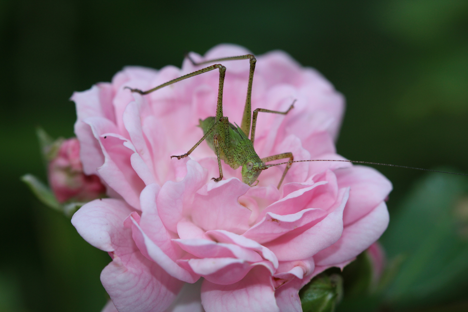 Heuschrecke auf Blüte Foto & Bild | tiere, wildlife, insekten Bilder ...