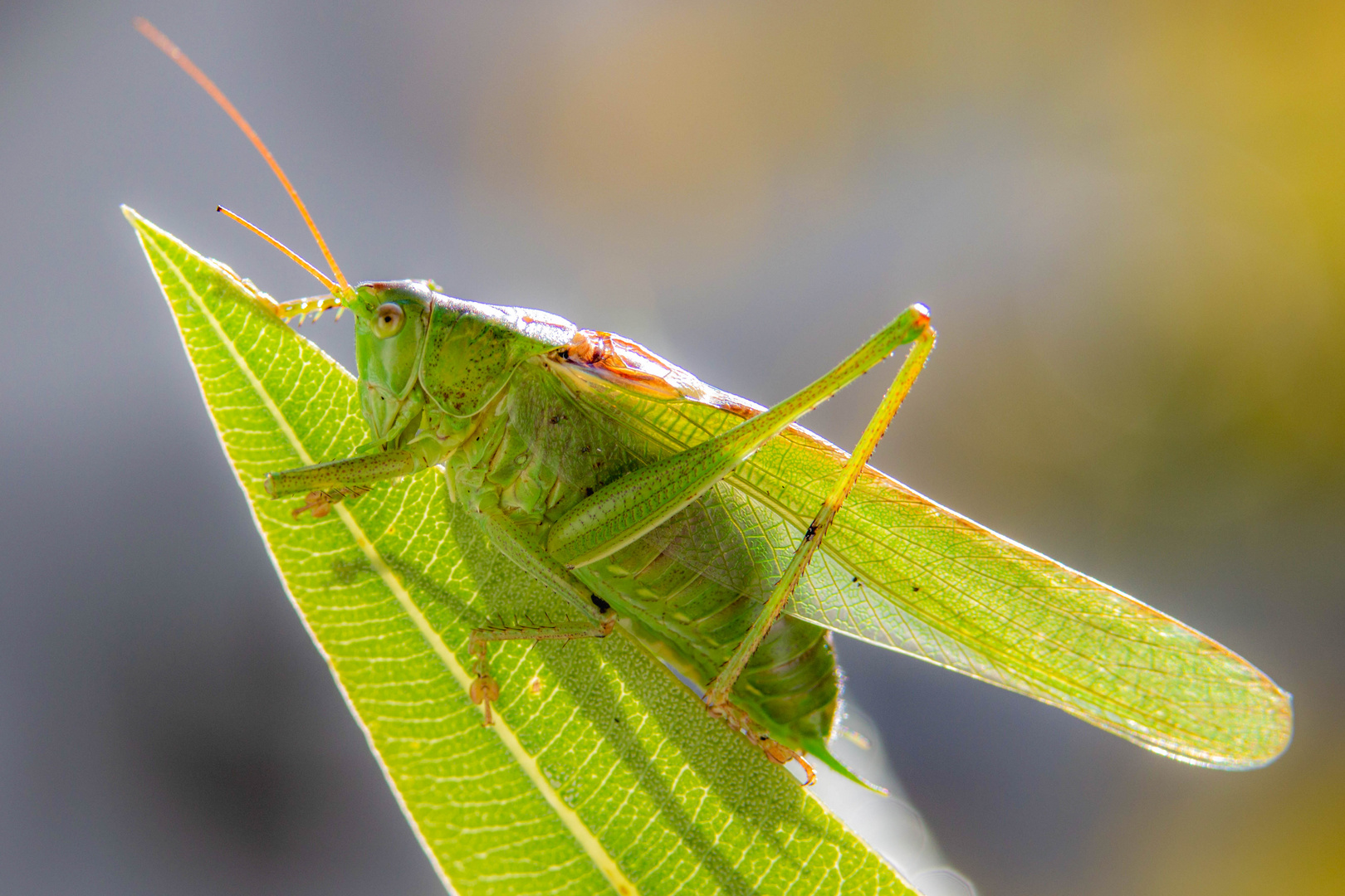 Heuschrecke b Foto & Bild | Bilder auf fotocommunity