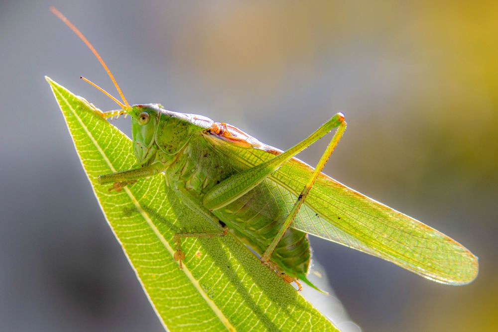 Heuschrecke b Foto & Bild | Bilder auf fotocommunity