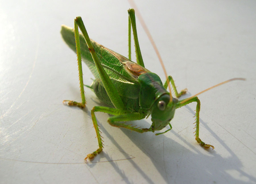 Heuschrecke Foto & Bild | tiere, wildlife, insekten Bilder auf ...