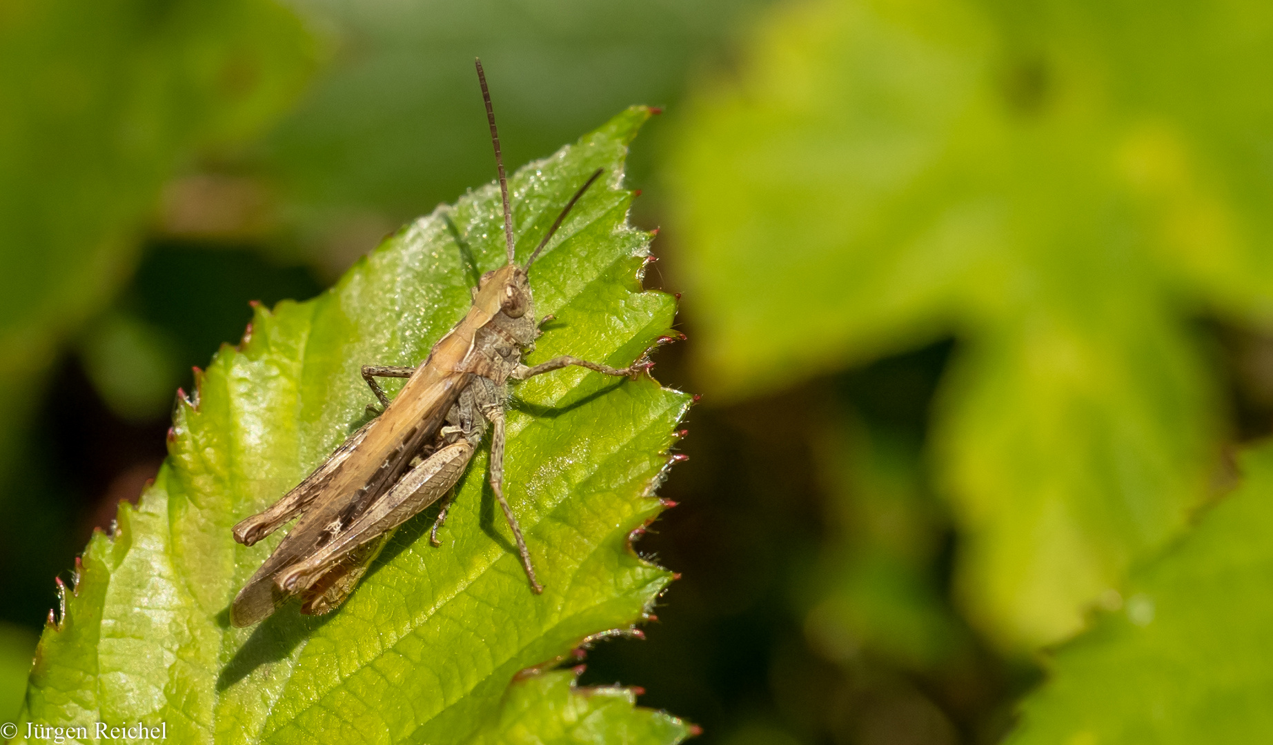 Heuschrecke Foto & Bild | tiere, wildlife, insekten Bilder auf ...