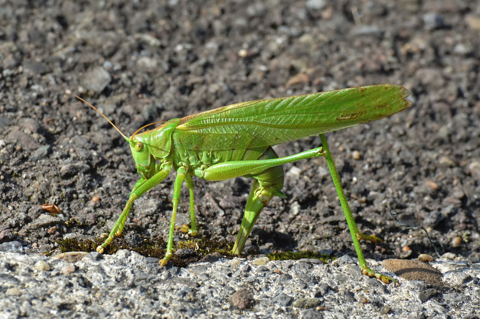 Heuschrecke bei der Eiablage Foto & Bild | spezial, natur, insekten ...