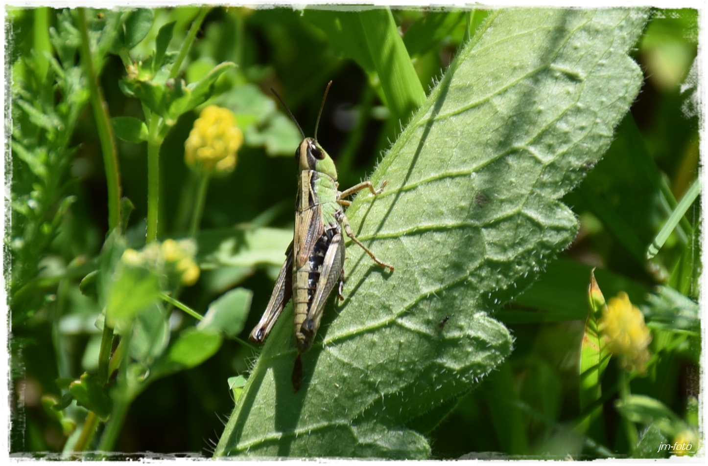 Heuschrecke Foto & Bild | tiere, wildlife, insekten Bilder auf ...