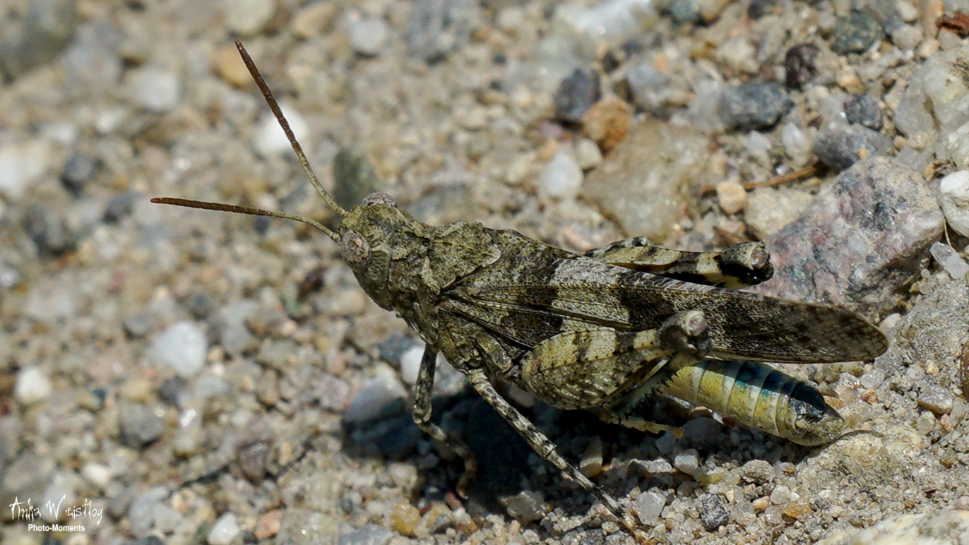 Heuschrecke Foto & Bild | tiere, wildlife, insekten Bilder auf ...