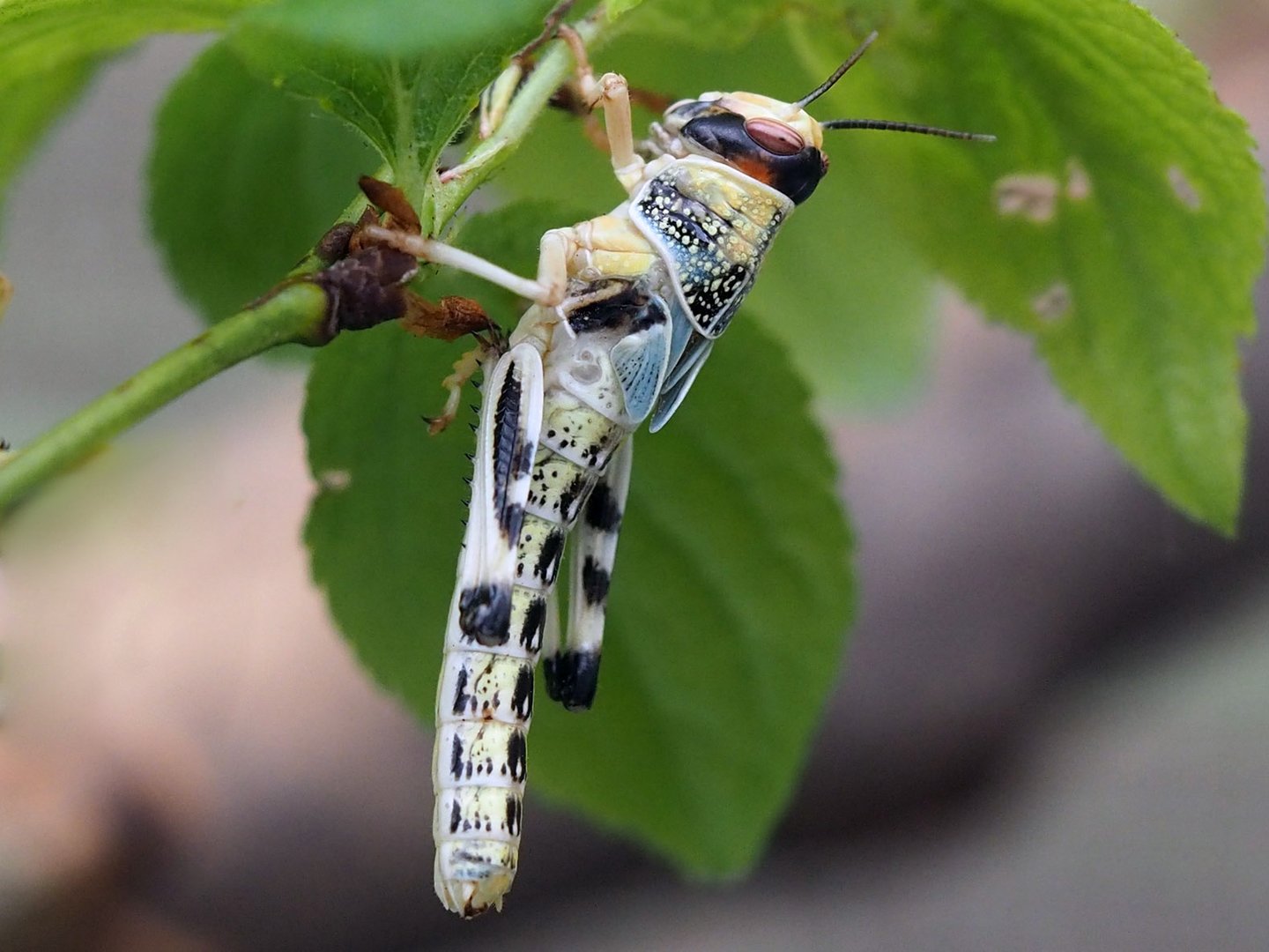 Heuschrecke Foto & Bild | tiere, wildlife, insekten Bilder auf ...