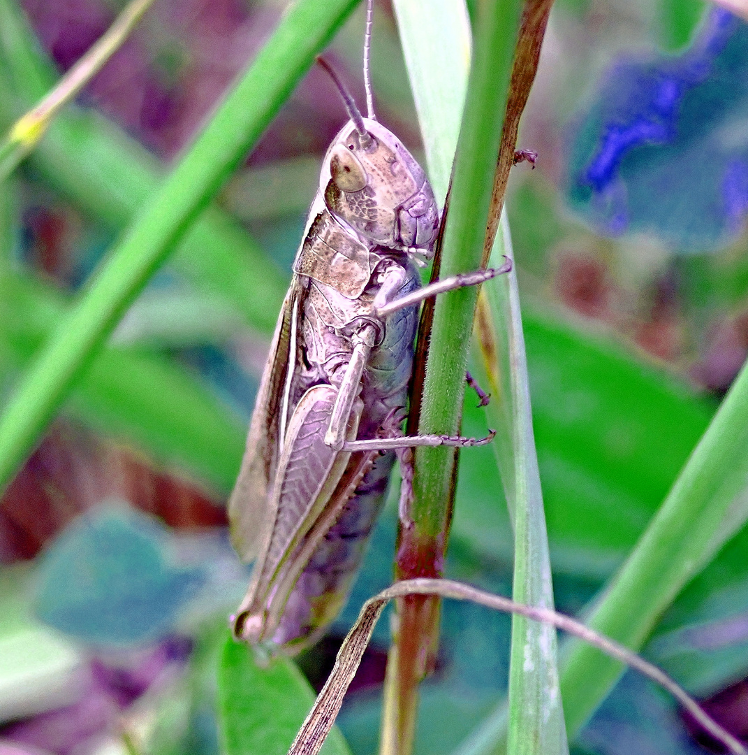 Heuschrecke ! Foto & Bild | fotos, makro, natur Bilder auf fotocommunity