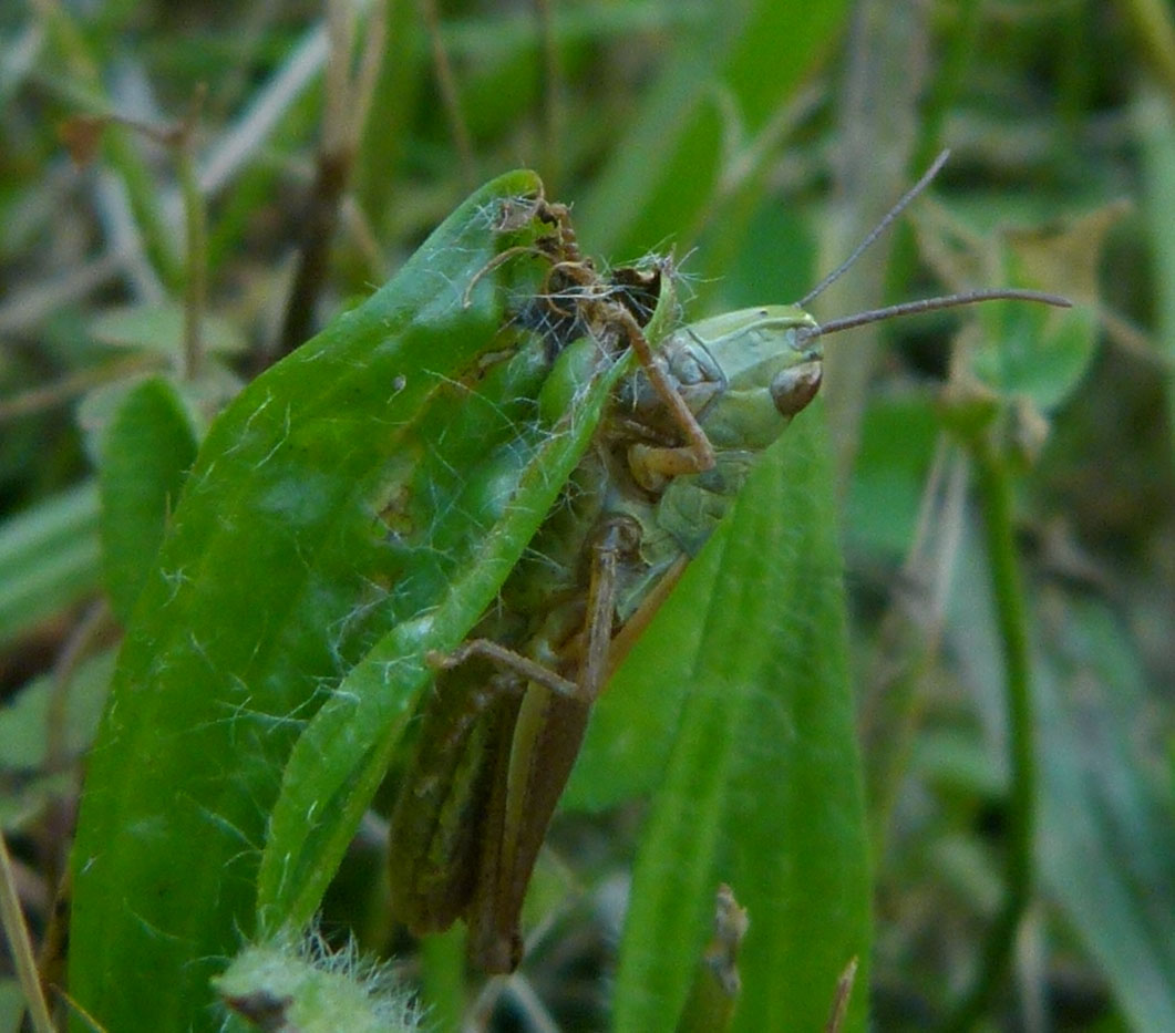 Heuschrecke Foto & Bild | tiere, wildlife, insekten Bilder auf ...