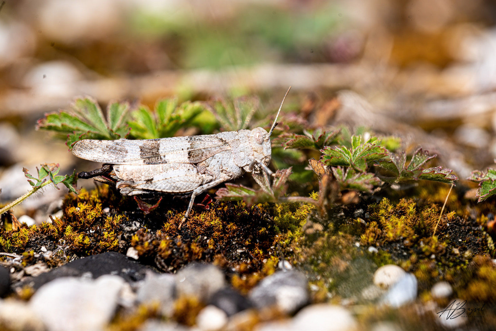 Heuschrecke Foto & Bild | tiere, wildlife, insekten Bilder auf ...