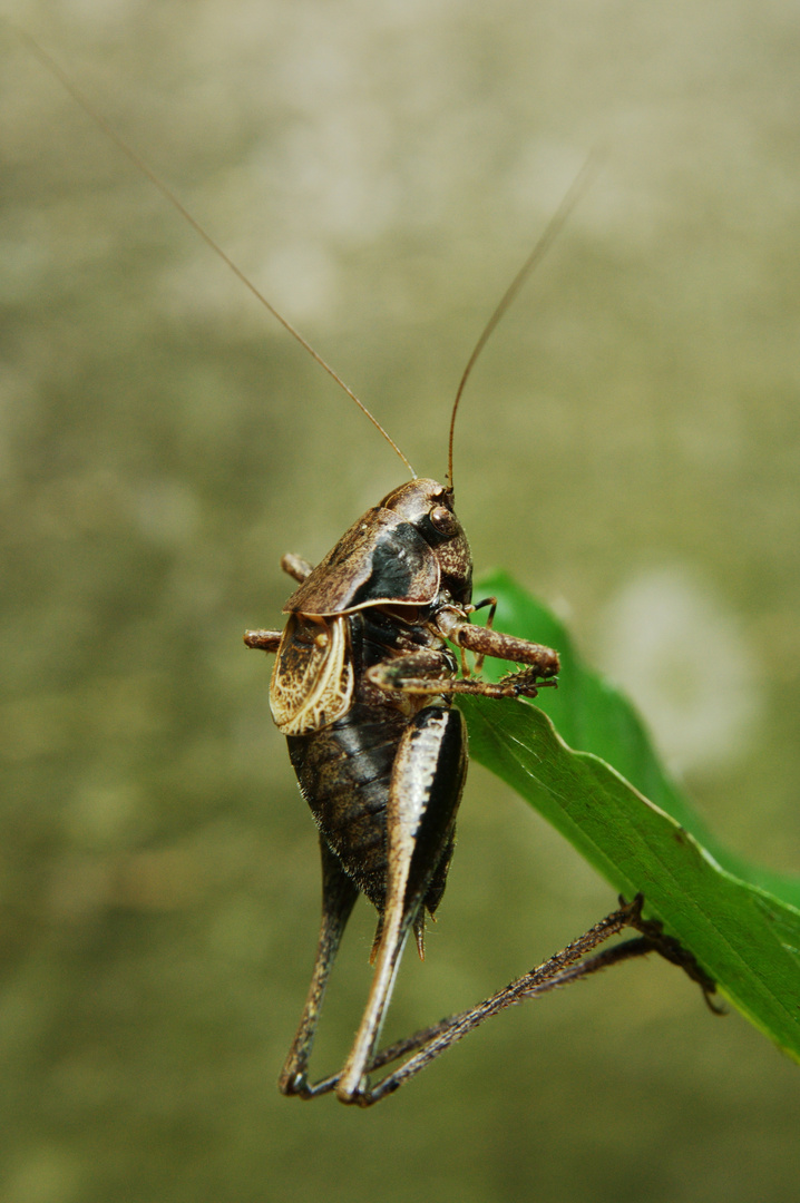 Heuschrecke Foto & Bild | tiere, wildlife, insekten Bilder auf ...