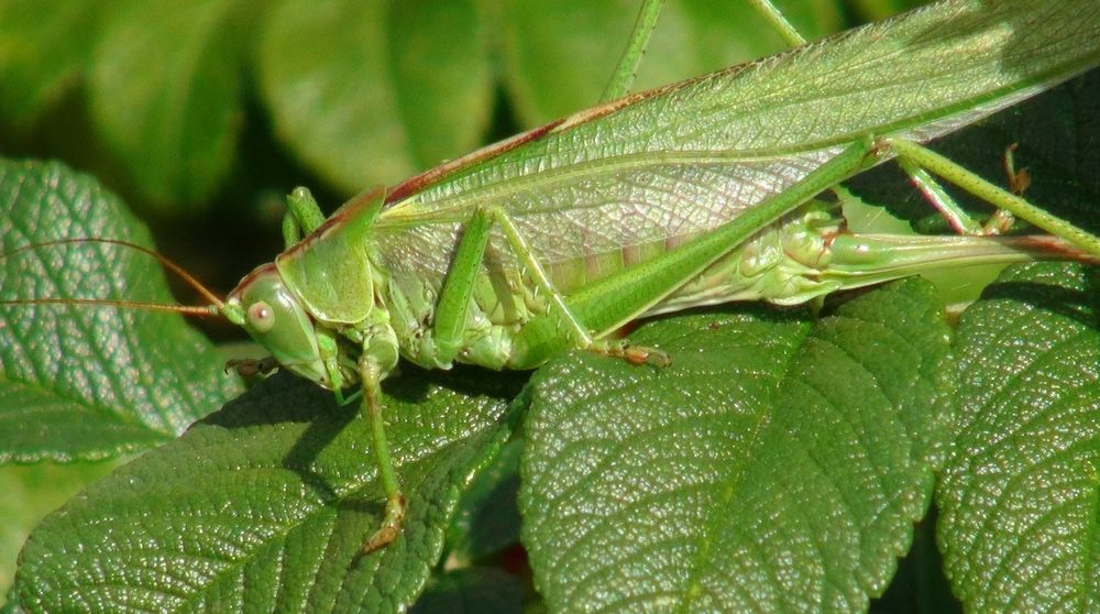 Heuschrecke Foto & Bild | tiere, wildlife, insekten Bilder auf ...