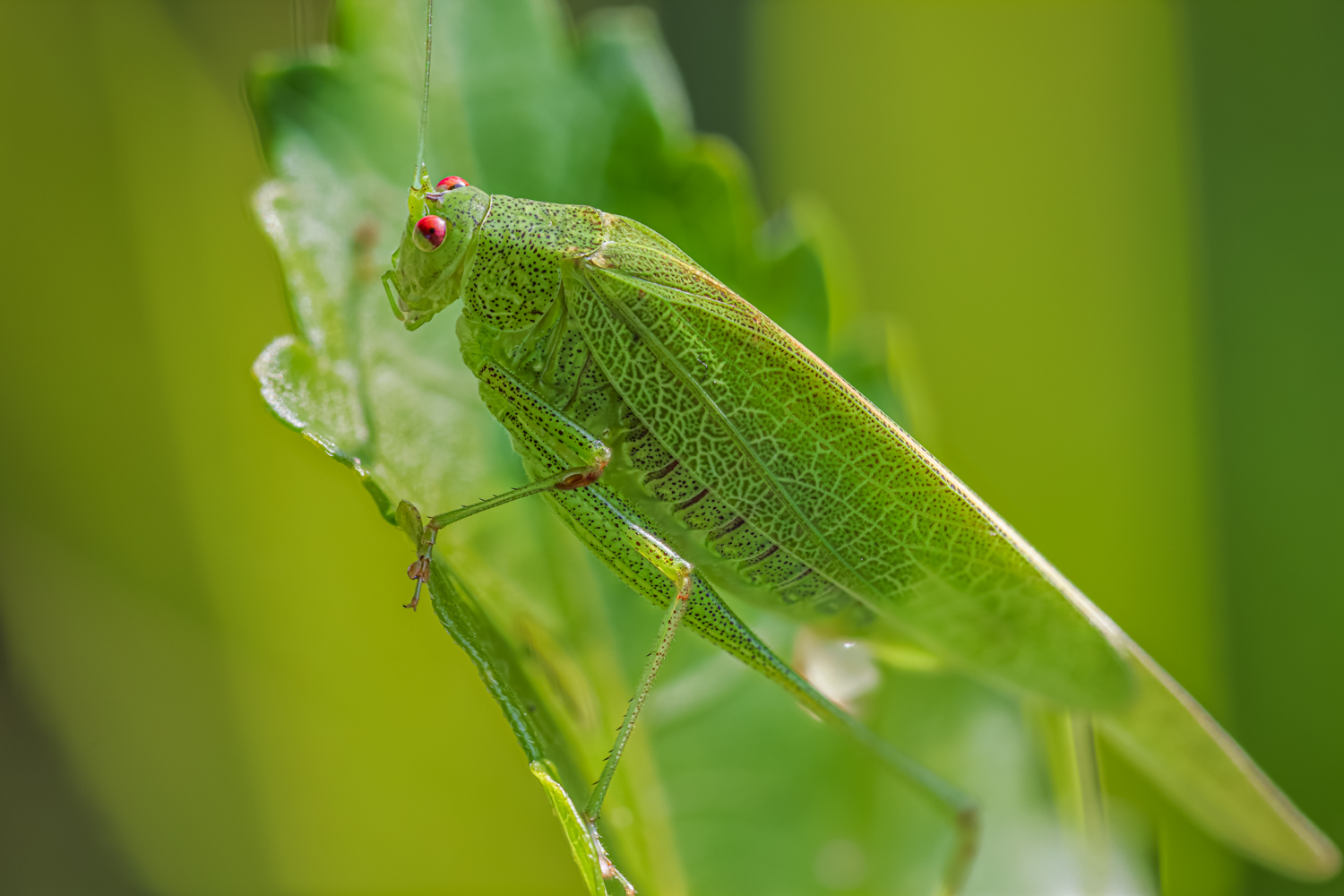 Heuschrecke Foto & Bild | makro, tiere, natur Bilder auf fotocommunity