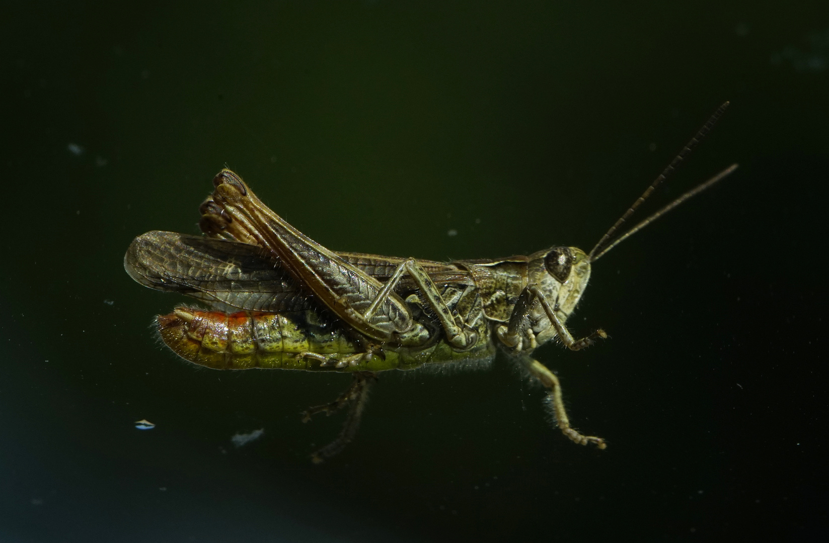 Heuschrecke. Foto & Bild | tiere, wildlife, insekten Bilder auf ...