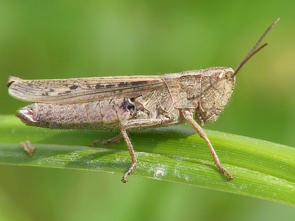 Heuschrecke Foto & Bild | tiere, natur Bilder auf fotocommunity