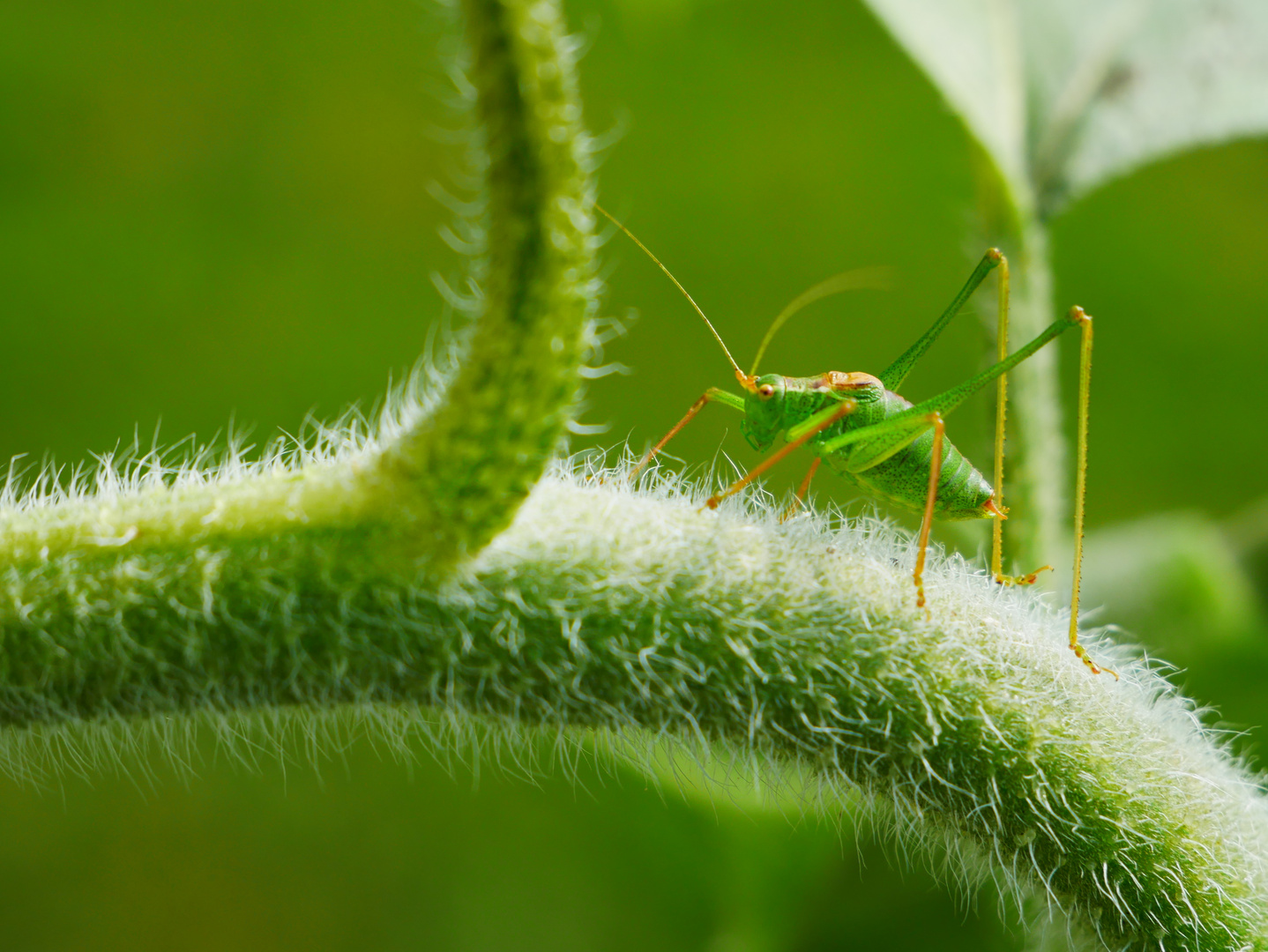 Heuschrecke Foto & Bild | tiere, wildlife, insekten Bilder auf ...