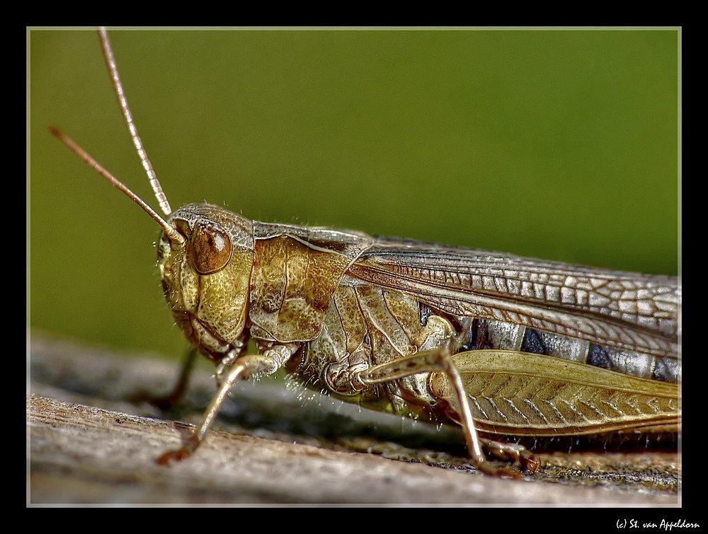Heuschrecke im Detail Foto & Bild | tiere, wildlife, insekten Bilder ...
