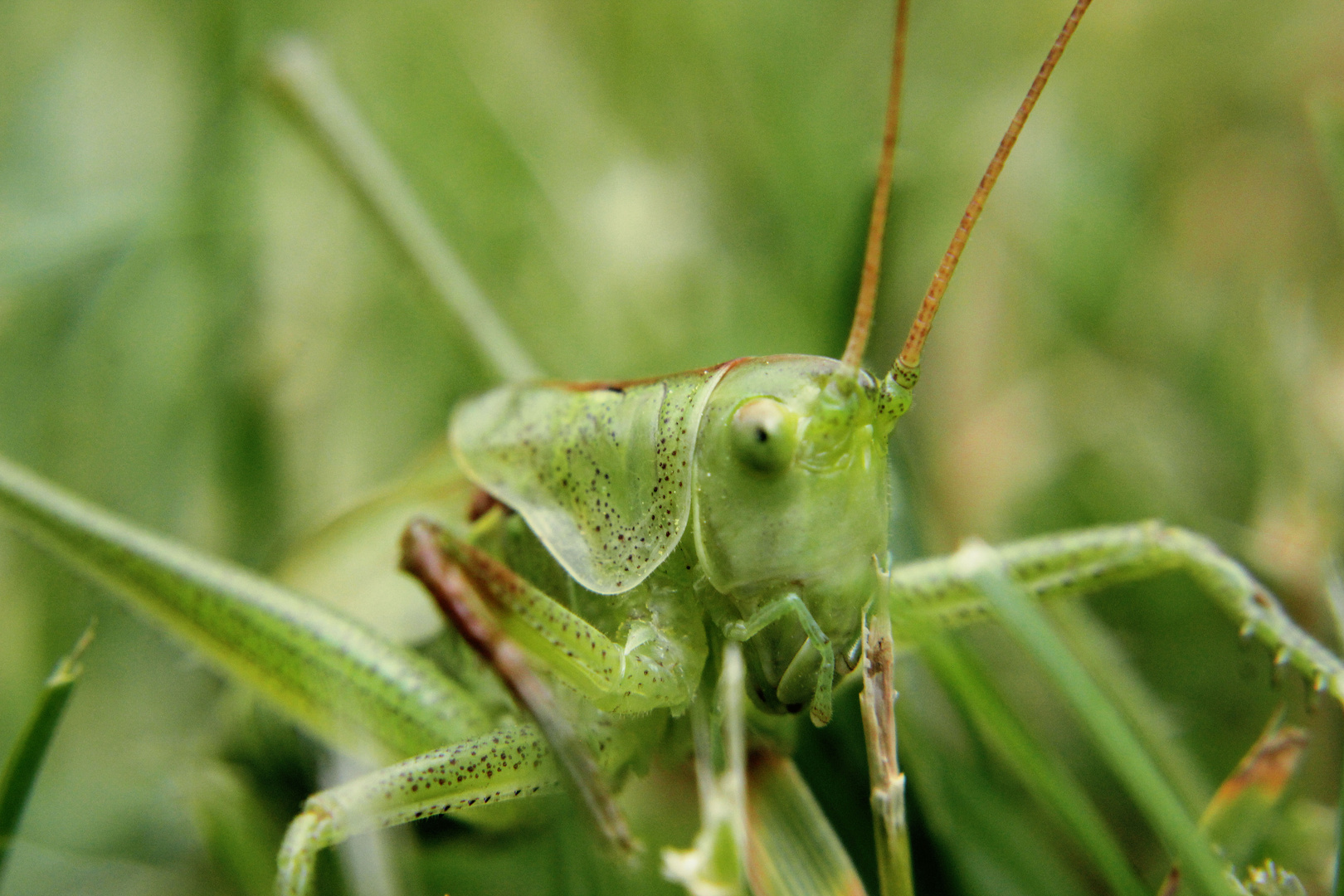 Heuschrecke im Gras Foto & Bild | natur, makro, grün Bilder auf ...