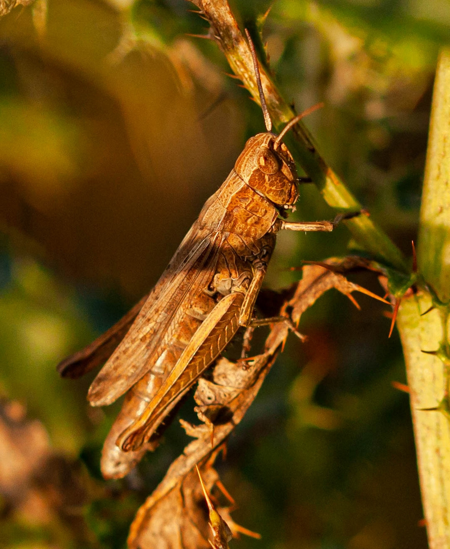 Heuschrecke ? in Braun Foto & Bild | tiere, wildlife, insekten Bilder ...
