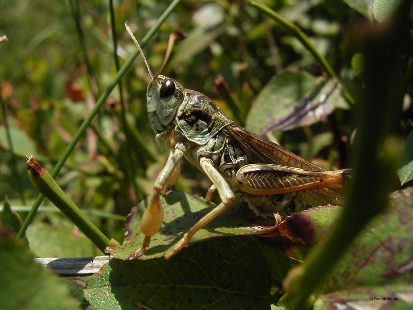 Heuschrecke in der Natur Foto & Bild | tiere, wildlife, insekten Bilder ...