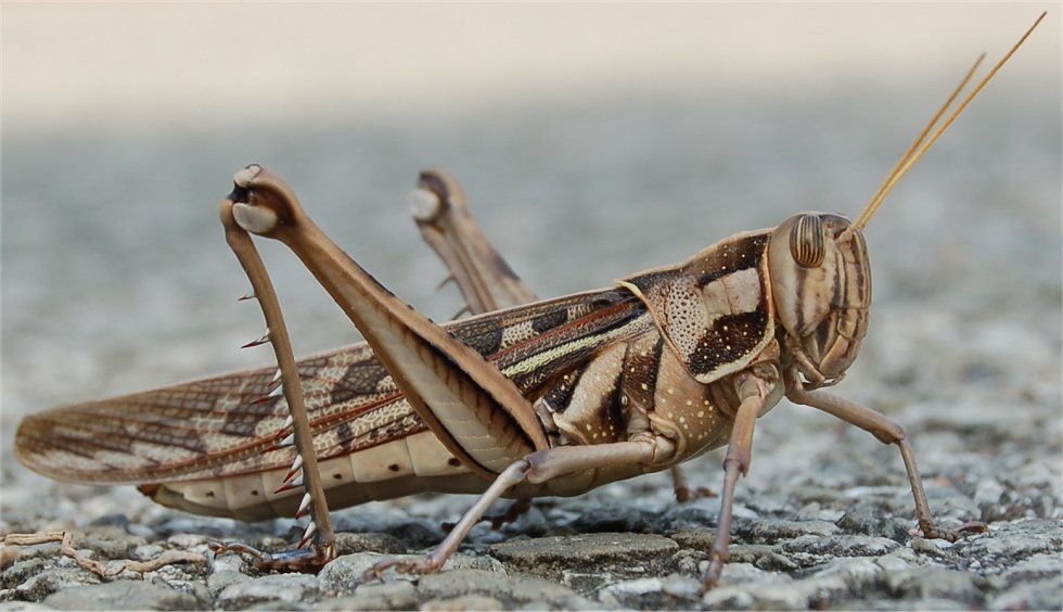 Heuschrecke in Thailand Foto & Bild | tiere, wildlife, insekten Bilder ...