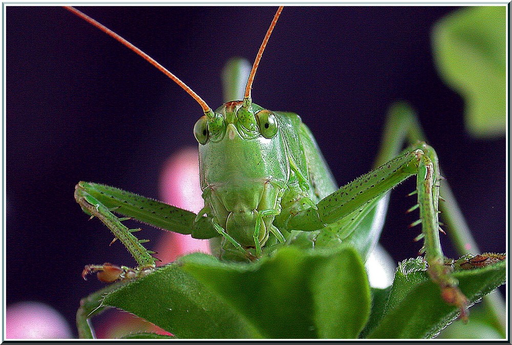Heuschrecke - Portrait Foto & Bild | tiere, wildlife, insekten Bilder ...