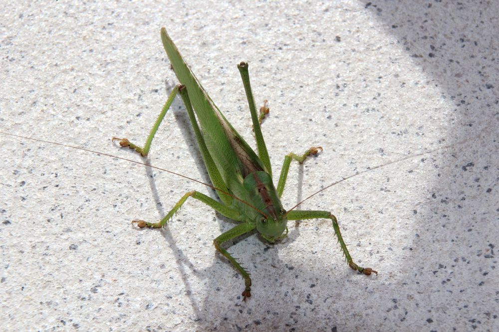 Heuschrecke-wie wird das ganze Tier scharf? Foto & Bild | tiere, natur ...