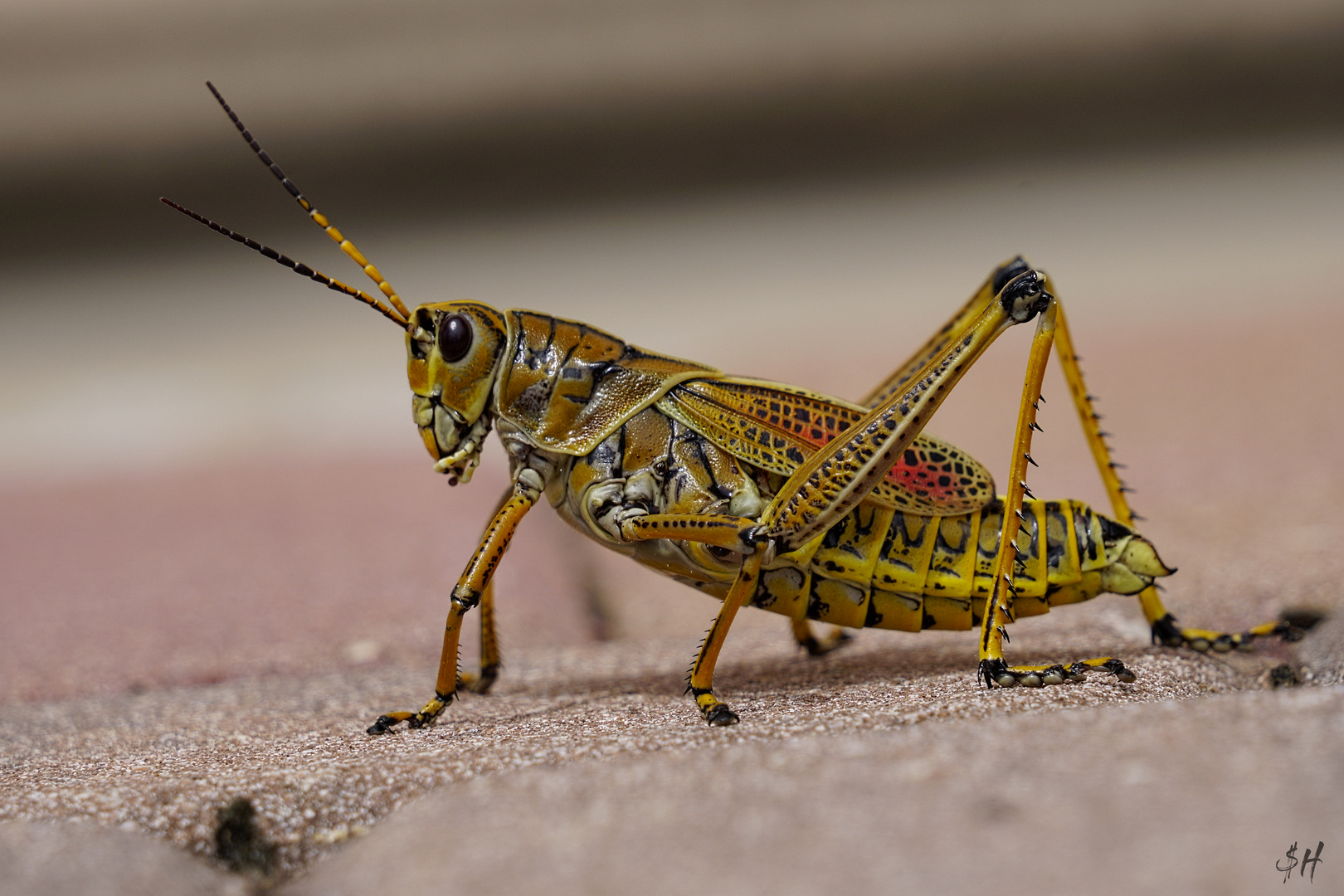 Heuschrecke XL Foto & Bild | tiere, wildlife, insekten Bilder auf ...