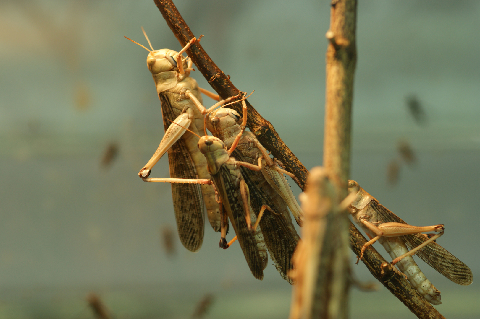Heuschrecken Foto & Bild | tiere, wildlife, insekten Bilder auf ...