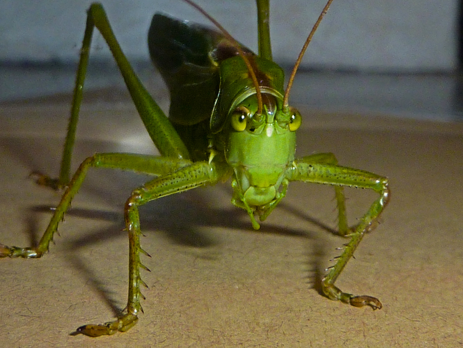 Heuschrecken - Besucher Foto & Bild | tiere, natur Bilder auf fotocommunity