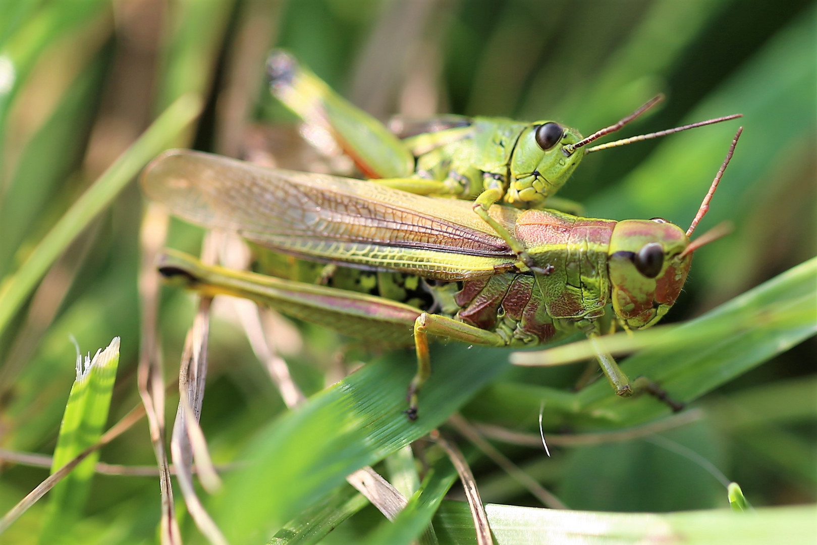 Heuschrecken Foto & Bild | tiere, wildlife, insekten Bilder auf ...