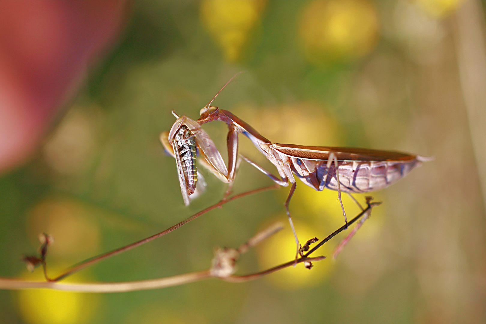 Heuschrecken-Festmahl Foto & Bild | tiere, wildlife, insekten Bilder ...
