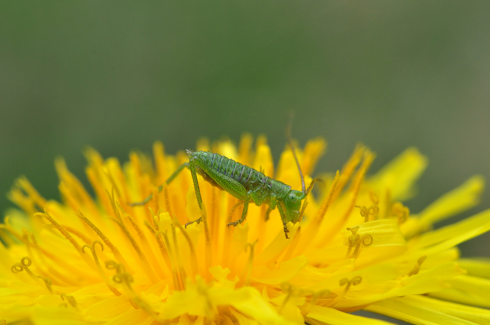 Heuschrecken Larve Foto & Bild | tiere, wildlife, insekten Bilder auf ...