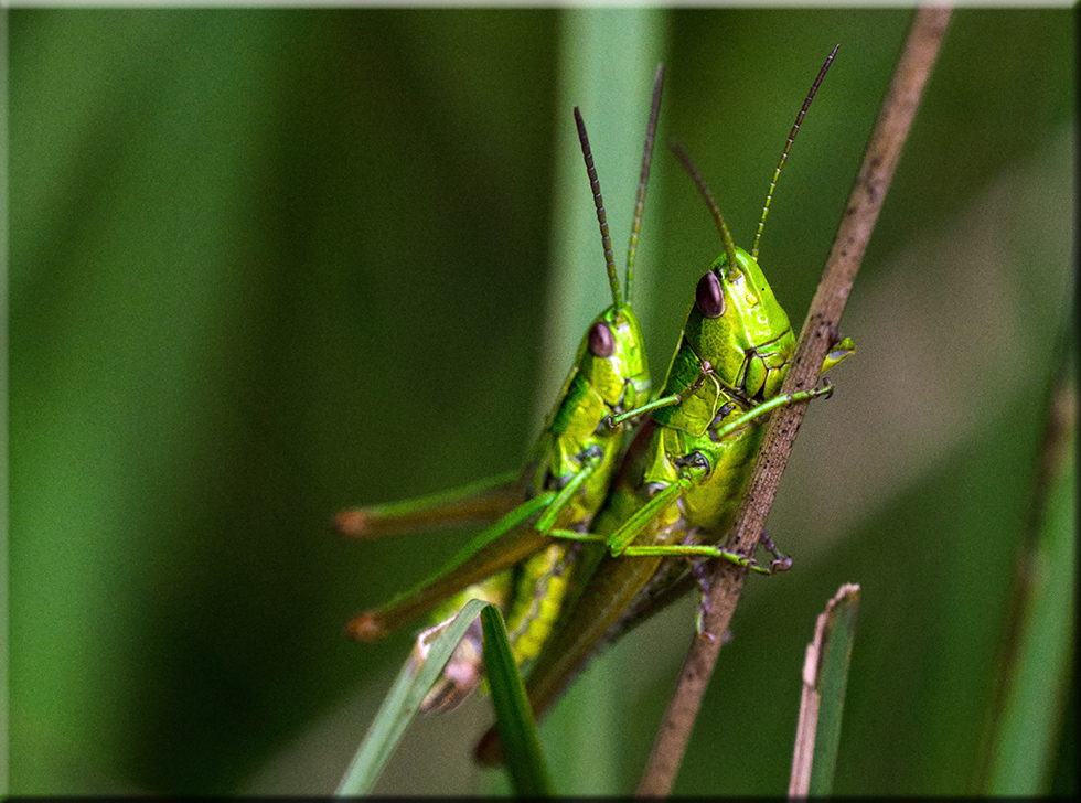 Heuschrecken-Paarung 2 Foto & Bild | tiere, wildlife, insekten Bilder ...