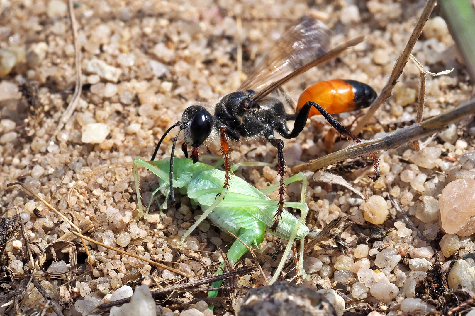 Heuschreckensandwespe (Sphex funerarius) Foto & Bild | fotos, natur ...