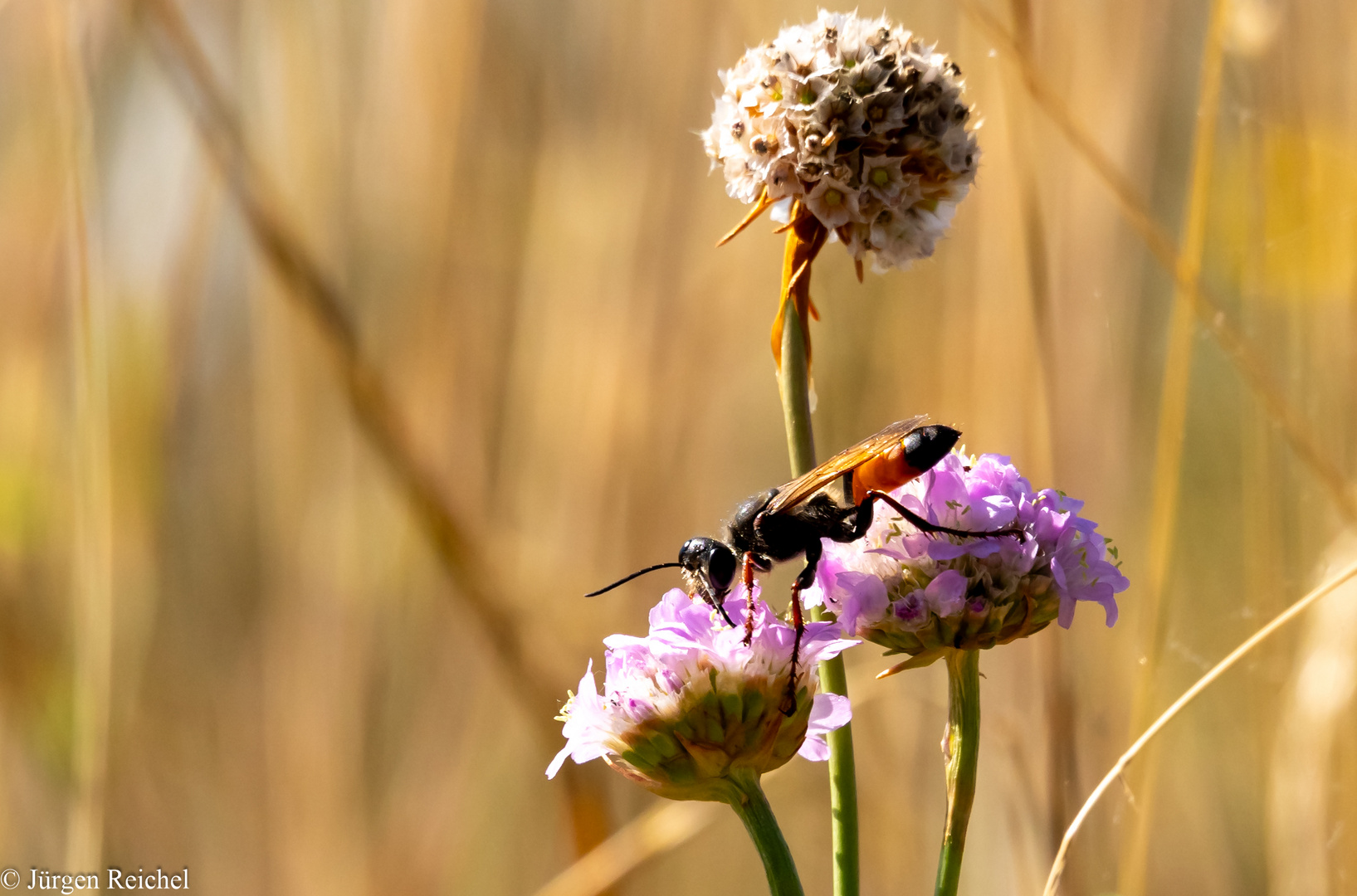 Heuschreckensandwespe ( Sphex funerarius ) Foto & Bild | tiere ...