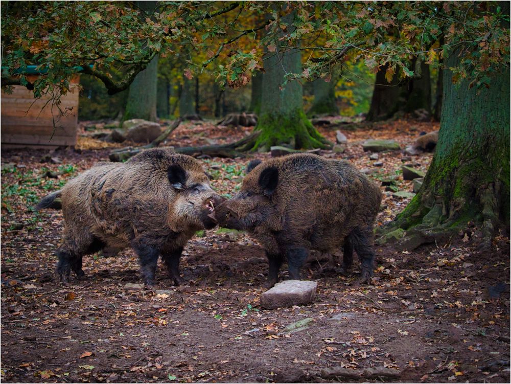 Heute gibt es Mecker.... Foto & Bild | world, natur, herbst Bilder auf ...