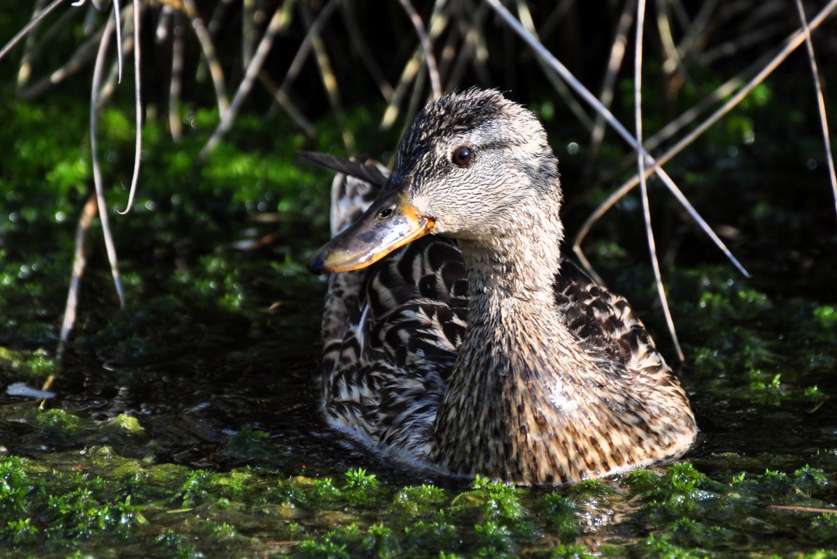 Heute im Moor..... Foto & Bild | tiere, wildlife, wild lebende vögel ...