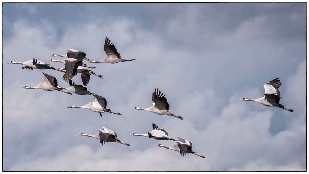 Heute im Moor Foto & Bild | natur, tiere, wildlife Bilder auf fotocommunity