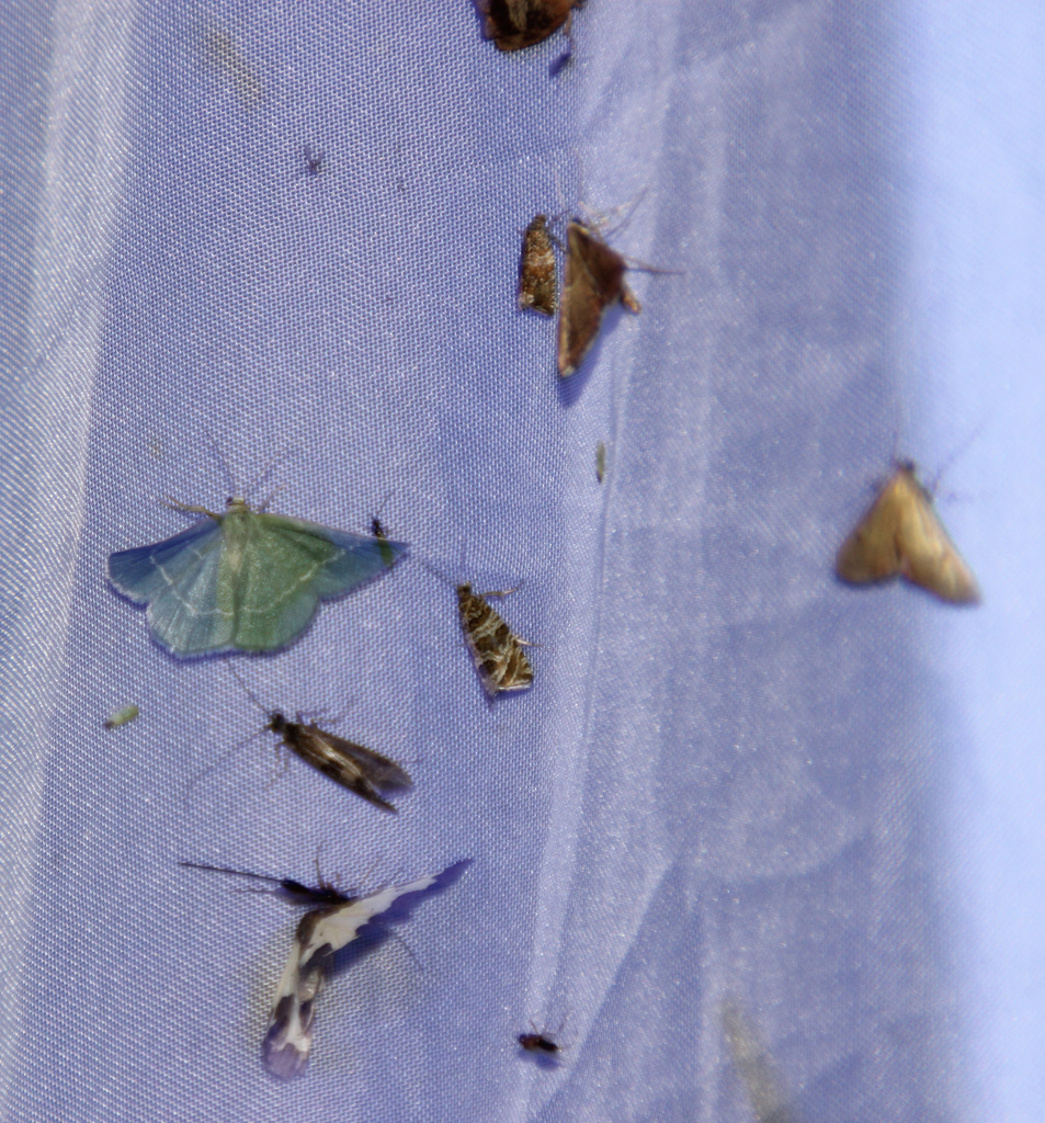 Heute lass ich es mal kräftig flattern für euch Foto & Bild ...