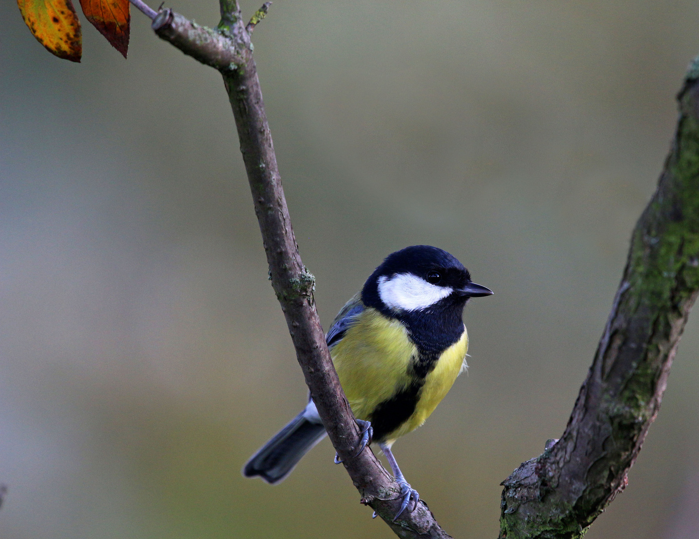 Heute leider Anstehen Foto & Bild | fotos, natur, herbst Bilder auf ...
