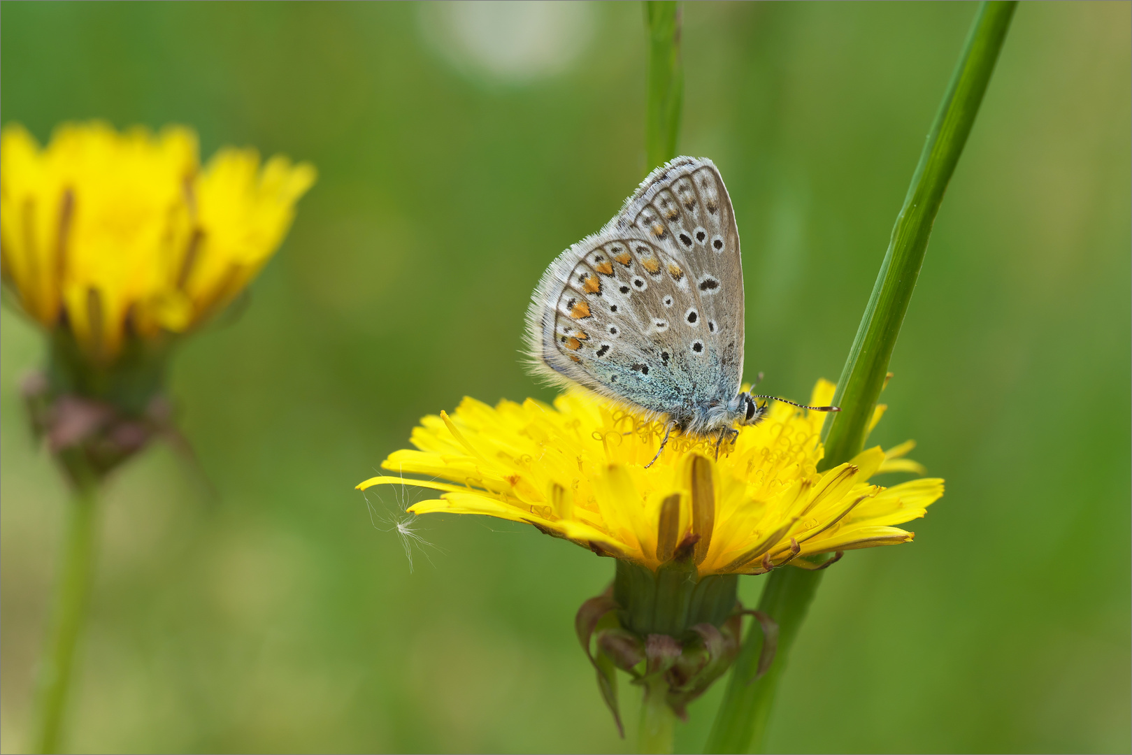 Heute mach ich gar nichts . . Foto & Bild | makro, natur, nahaufnahme ...