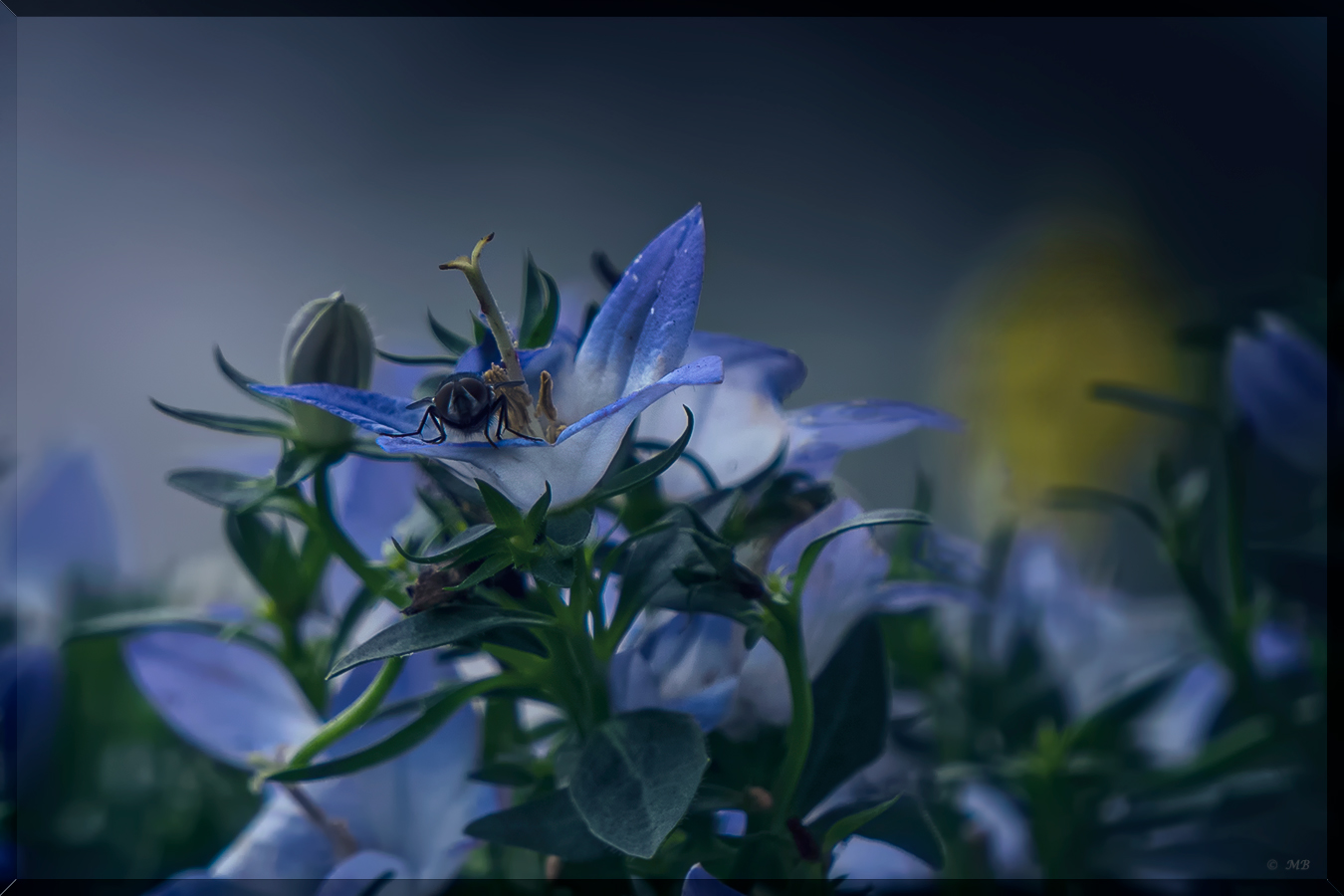 Heute mache ich blau ;-) Foto & Bild | spezial, natur, pflanzen Bilder ...