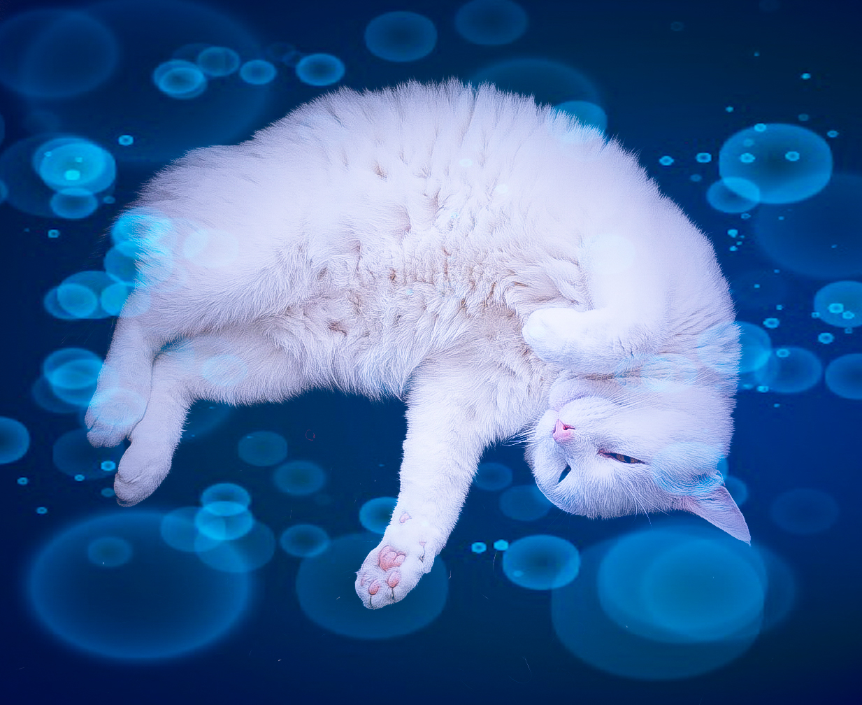 Heute mache ich blau Foto & Bild | katze, kater, liegen Bilder auf ...