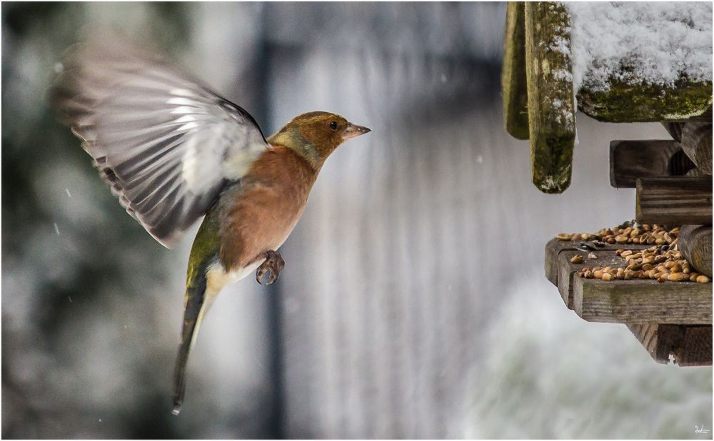 Heute mal ganz faul ... Foto & Bild | tiere, wildlife, wild lebende ...