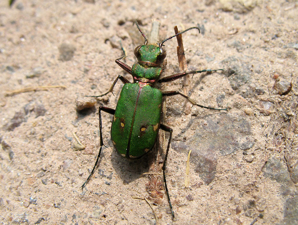 Heute mit weiße Punkten Foto & Bild | tiere, wildlife, insekten Bilder ...