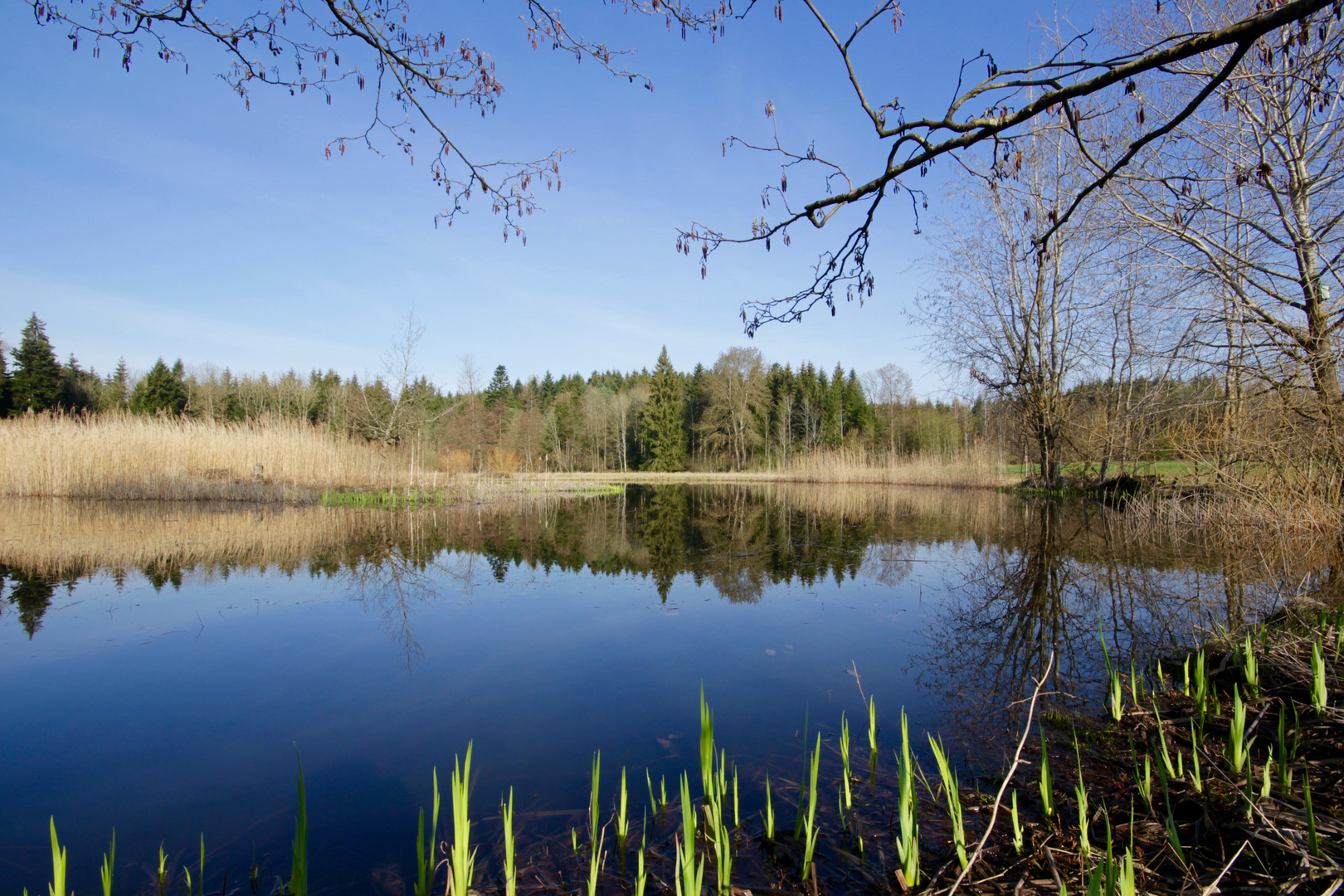 Heute morgen am Weier Foto & Bild | landschaft, moor, natur Bilder auf ...