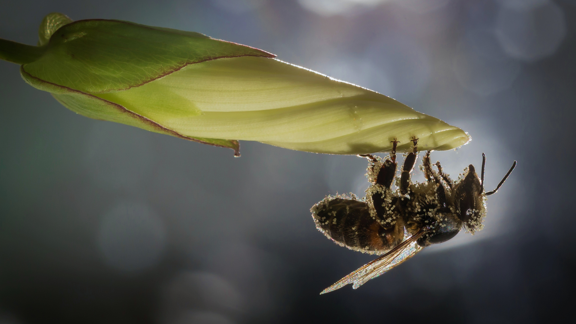 Heute Ruhetag Foto & Bild | natur, pflanzen, blüten Bilder auf ...